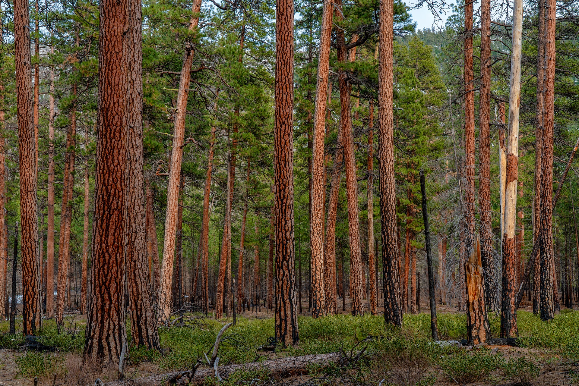 Forestry Resources – Spokane Conservation District