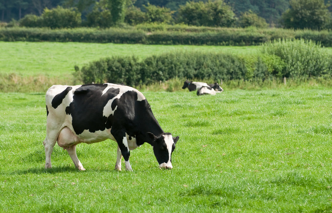 Farm & Food Resources – Spokane Conservation District