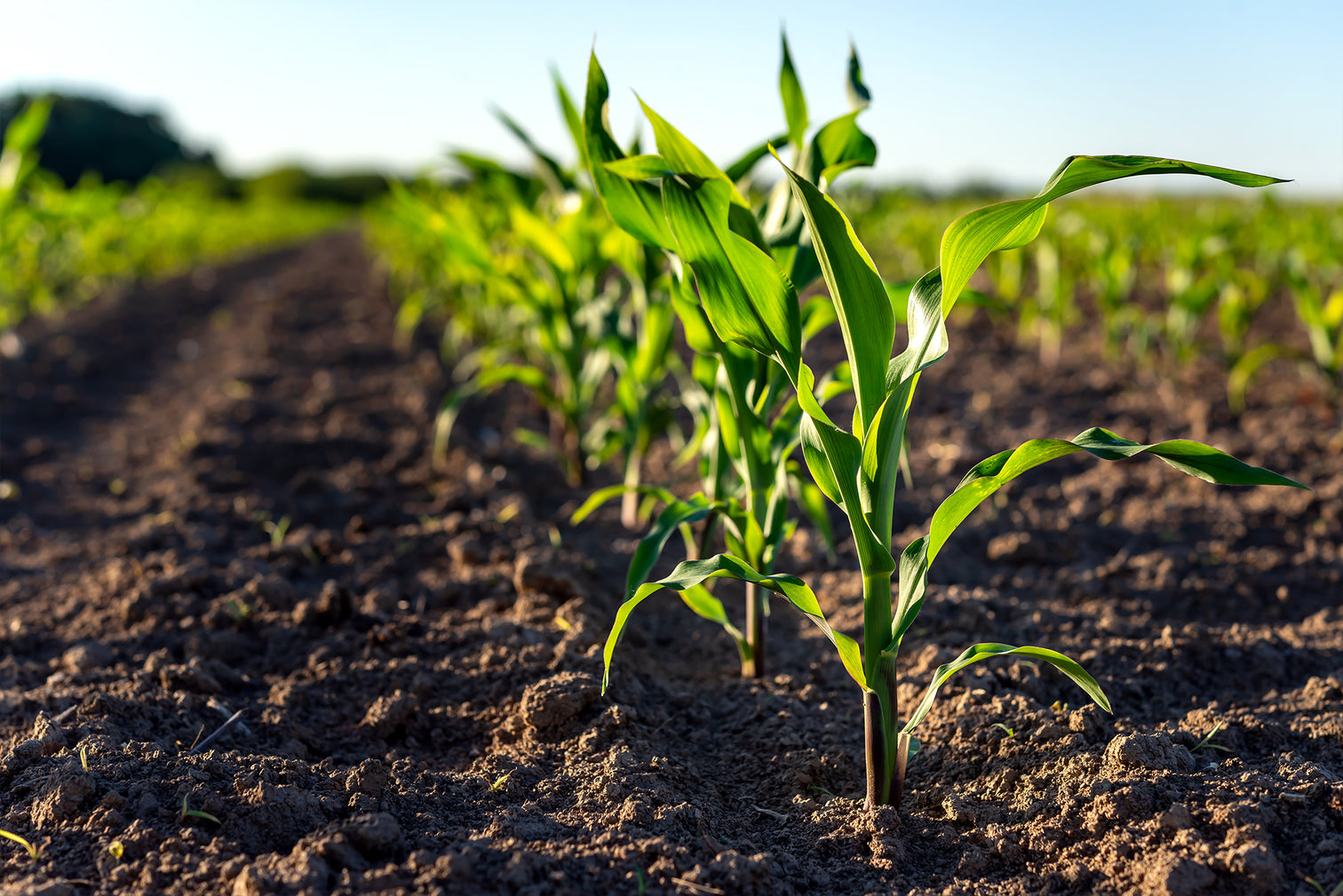 No-till & Direct Seed Program – Spokane Conservation District