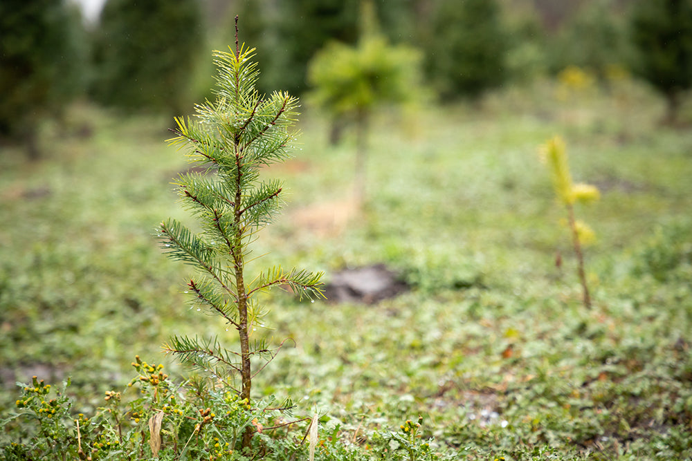 Community Forestry – Spokane Conservation District