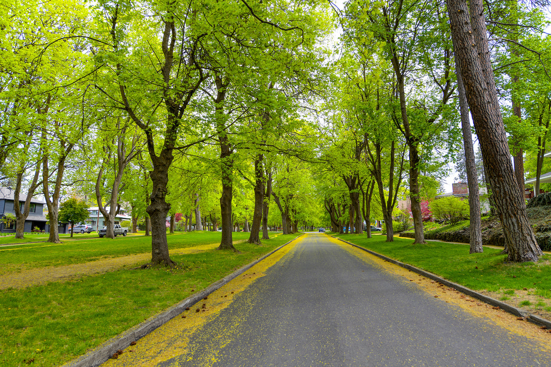 Community Forestry – Spokane Conservation District